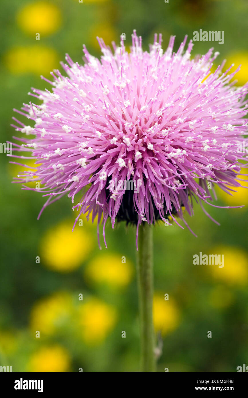 Texas Thistle - Los Novios Ranch - near Cotulla, Texas USA Stock Photo ...