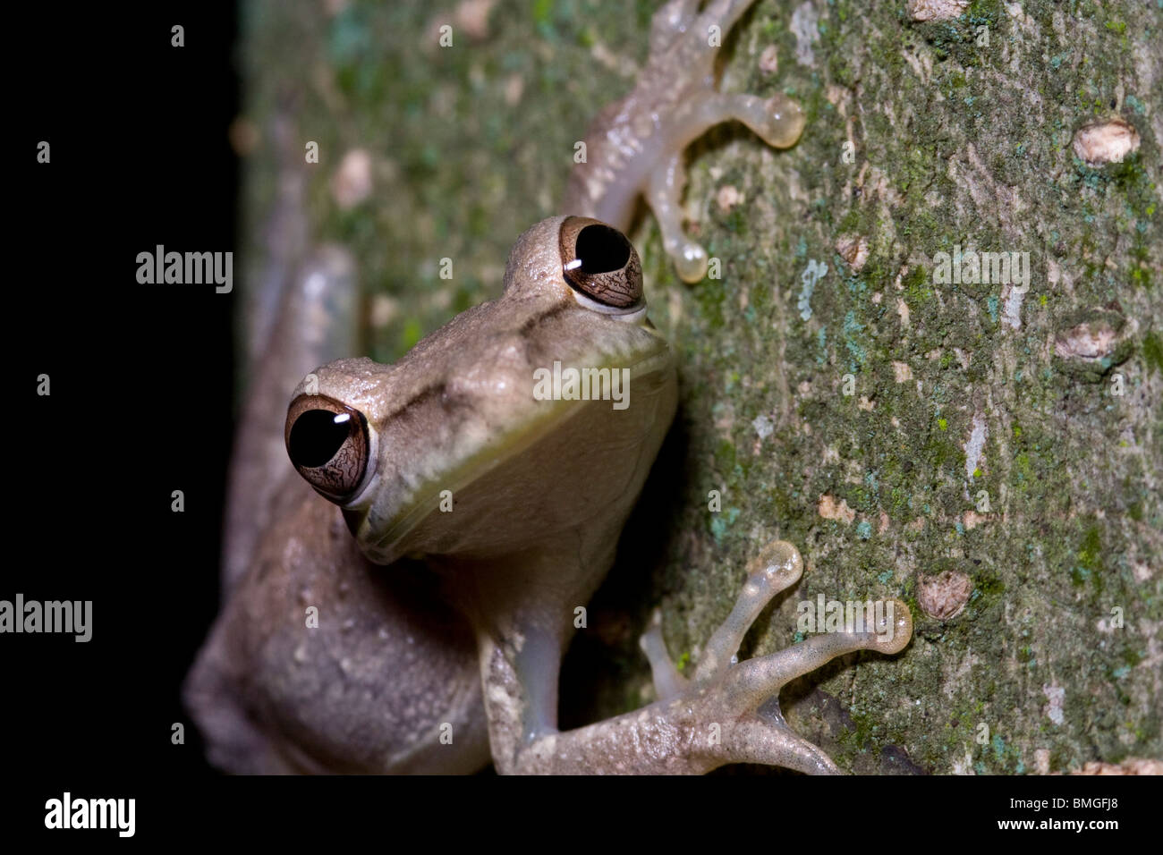 Small Tree Frog Stock Photo - Alamy