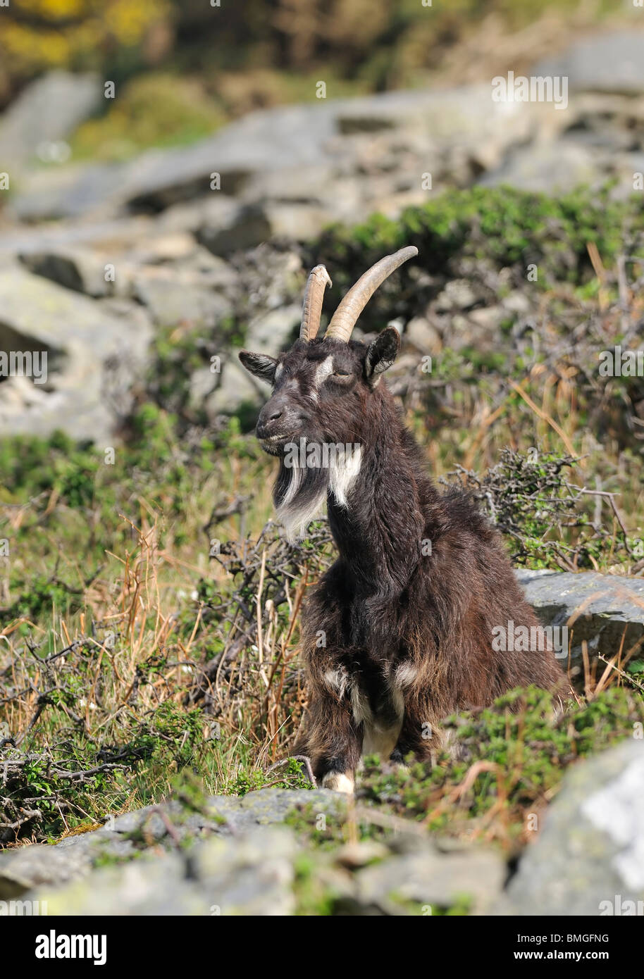 Cheviot goat hi-res stock photography and images - Alamy