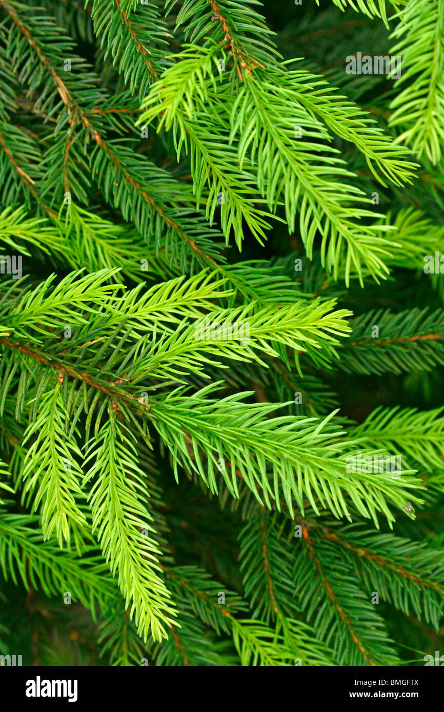 The green twigs of the spruce Stock Photo - Alamy