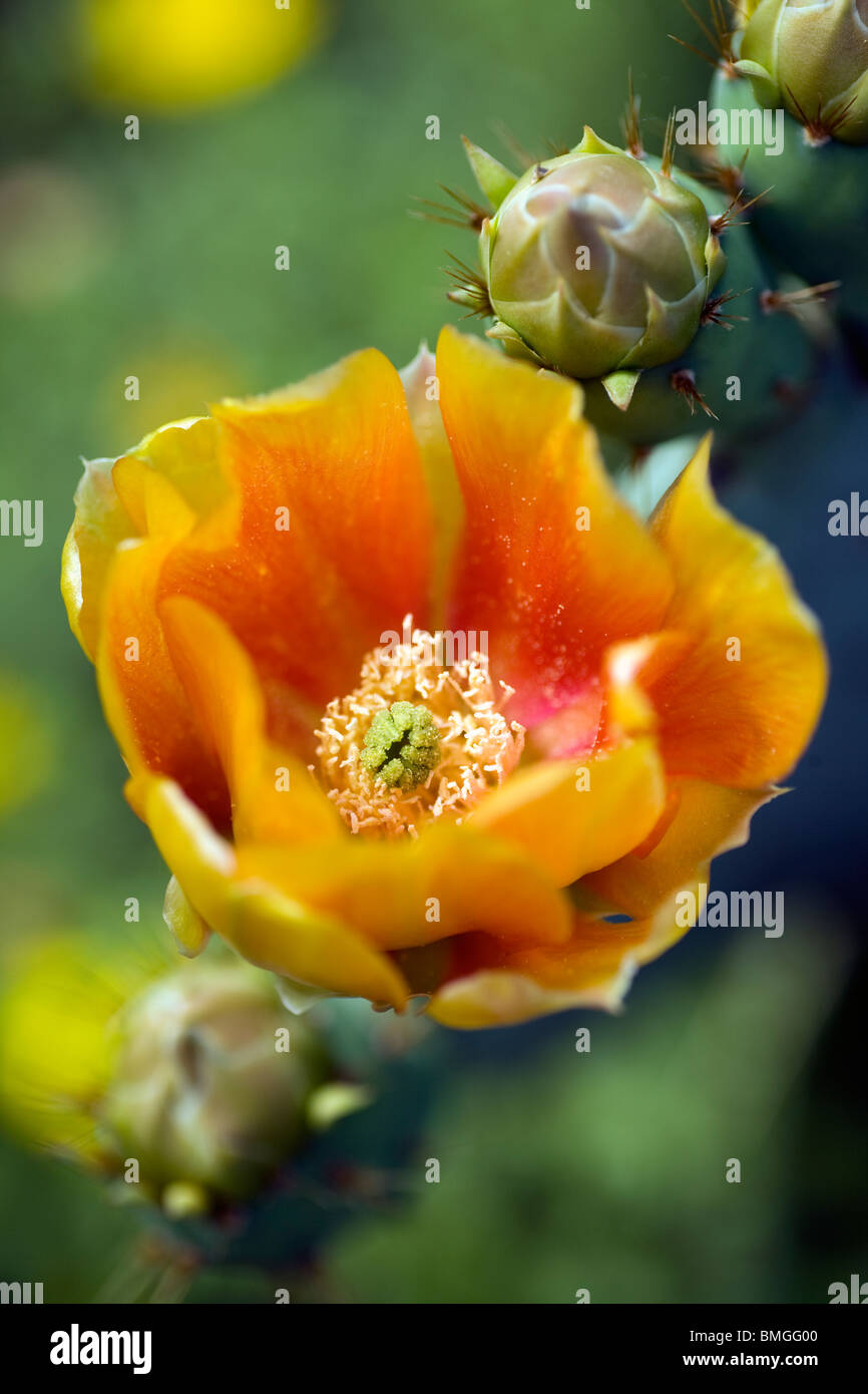 Orange cactus flowers hi-res stock photography and images - Alamy