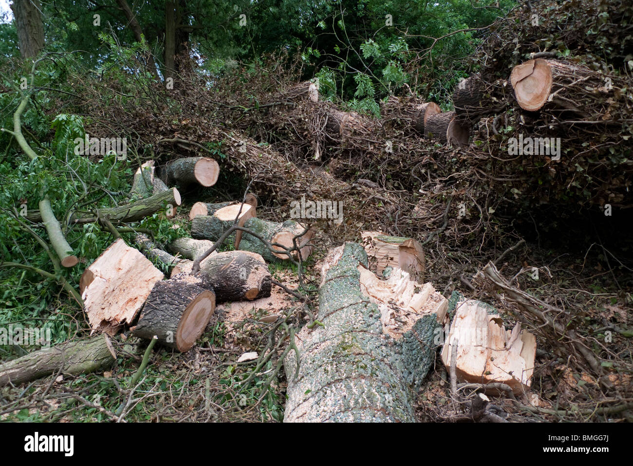 Felled tree branch hi-res stock photography and images - Alamy