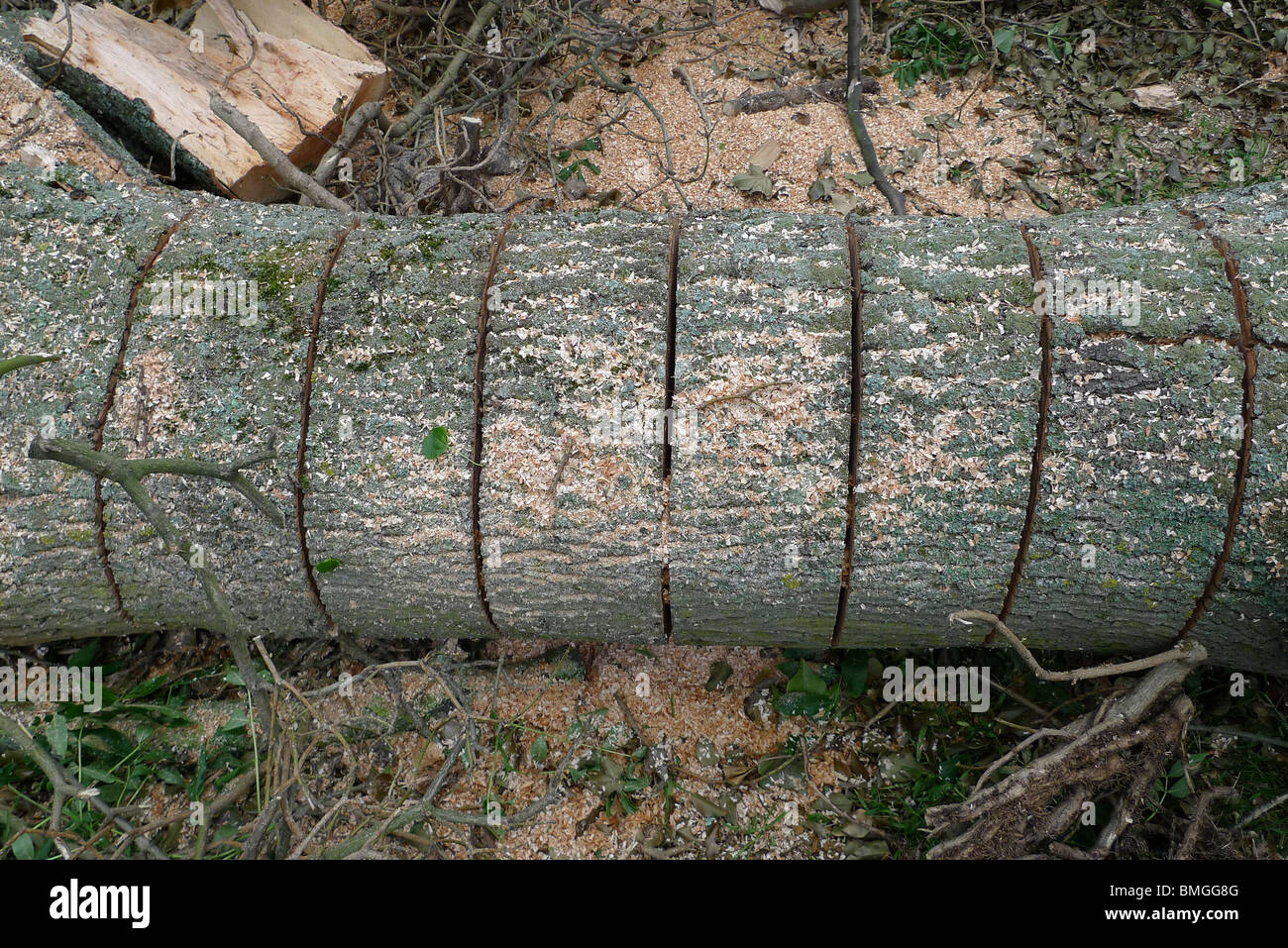 A felled tree is cut up for logs Stock Photo - Alamy