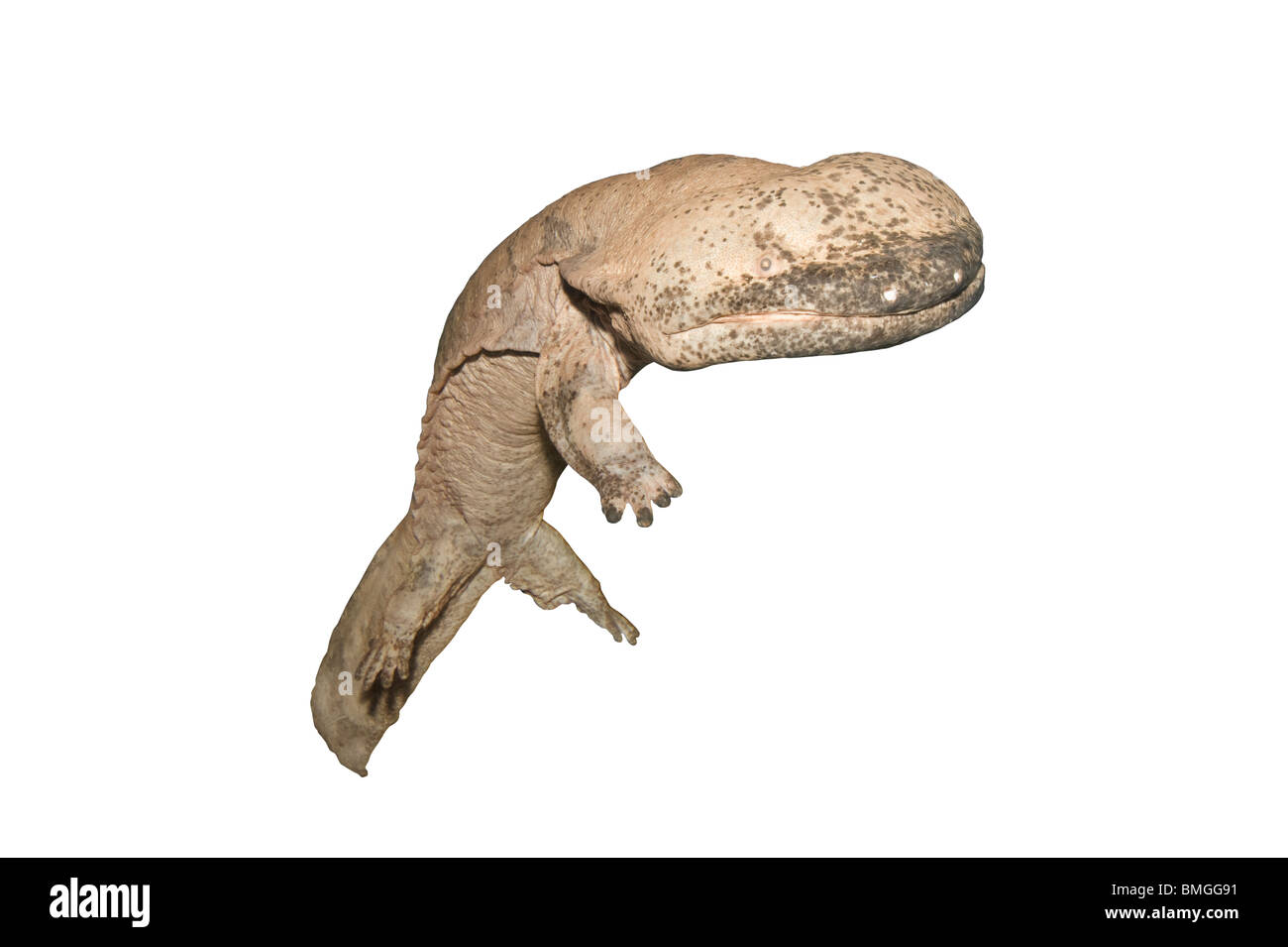 Chinese giant salamander, Andrias davidianus, is largest salamander in ...