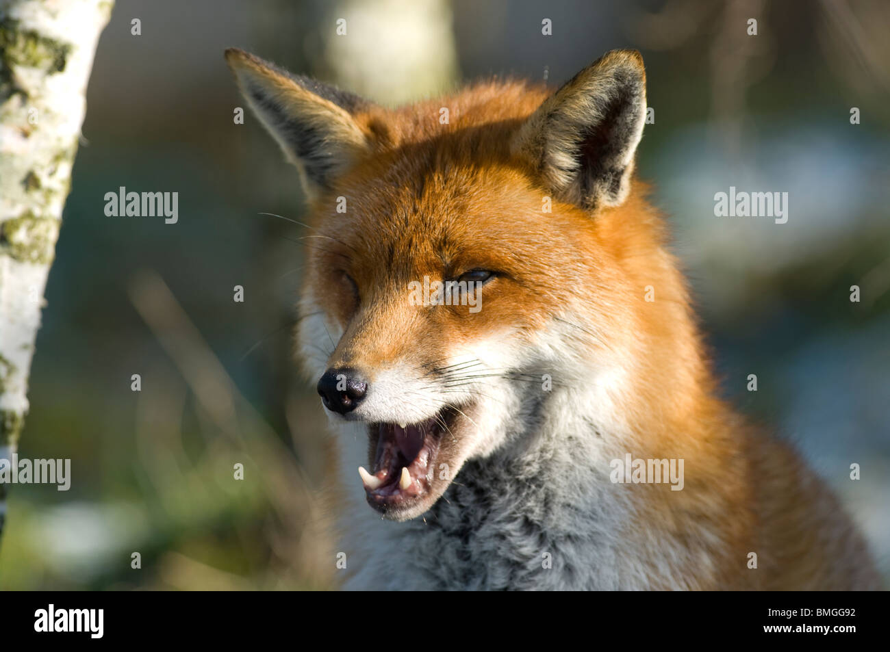 Red fox rotfuchs red fox hi-res stock photography and images - Alamy