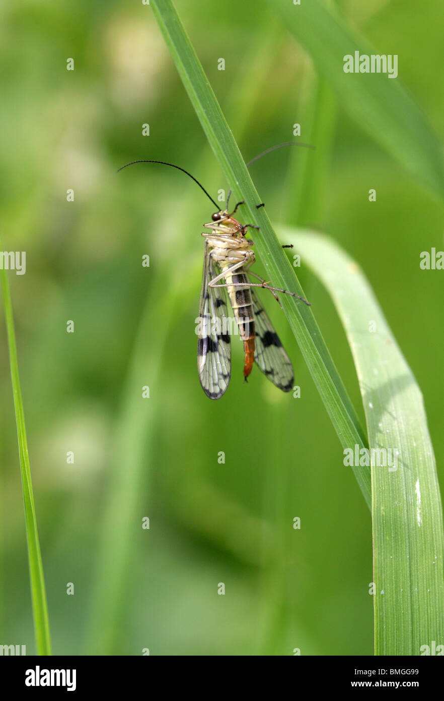 Common scorpion flies hi-res stock photography and images - Alamy