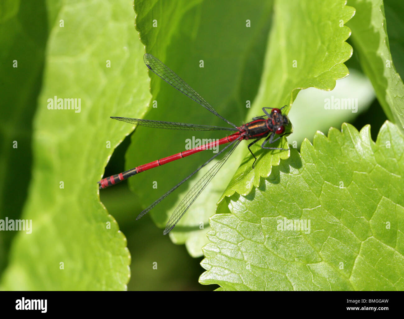Large red male damselflies hi-res stock photography and images - Alamy