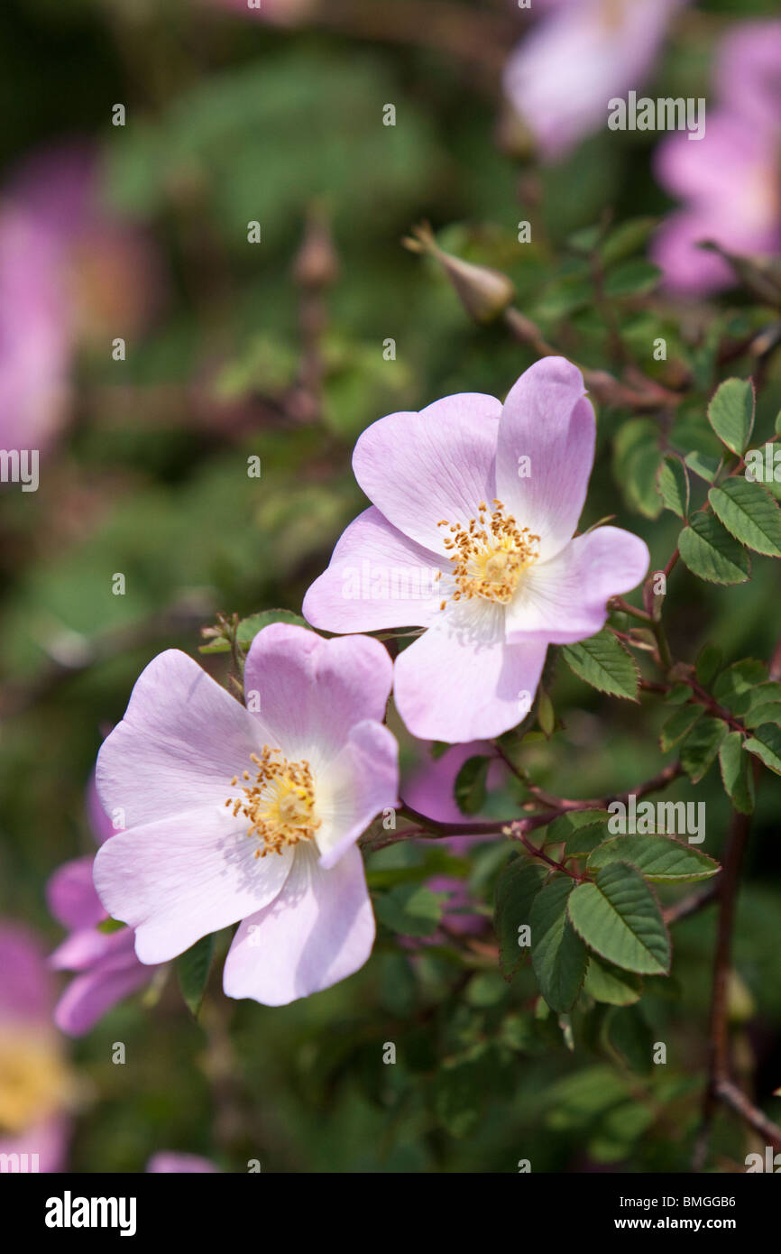 Prunella webbiana hi-res stock photography and images - Alamy