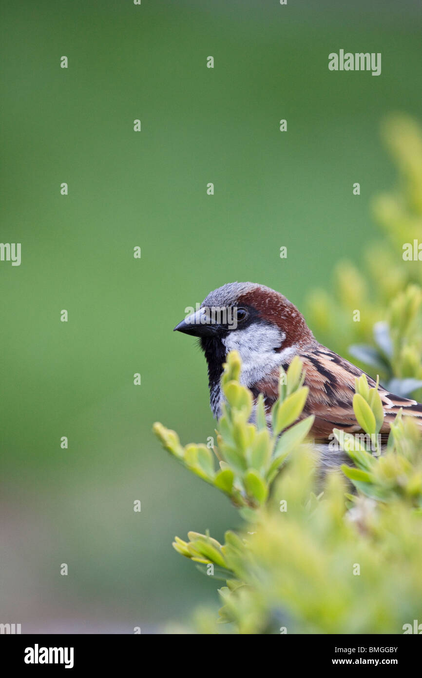 Uk sparrows hi-res stock photography and images - Alamy