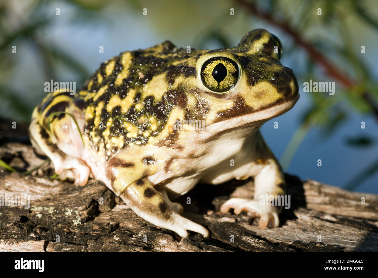 Couchs Spadefoot Toad