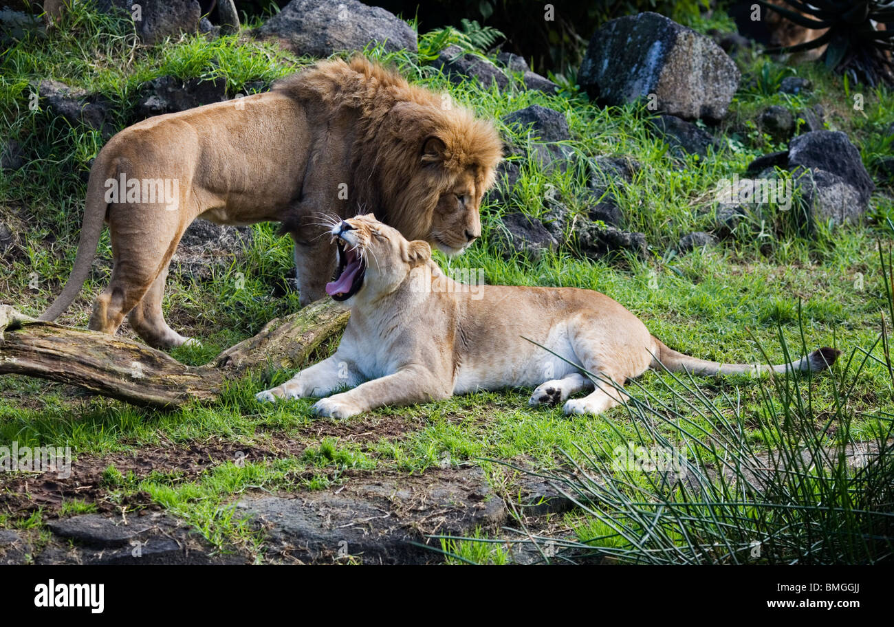 Lioness sitting side view hi-res stock photography and images - Alamy