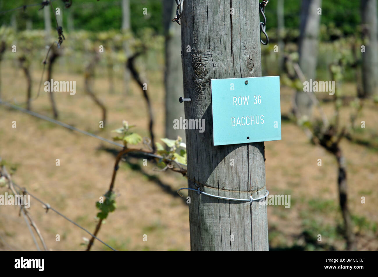 Bacchus grape hi-res stock photography and images - Alamy
