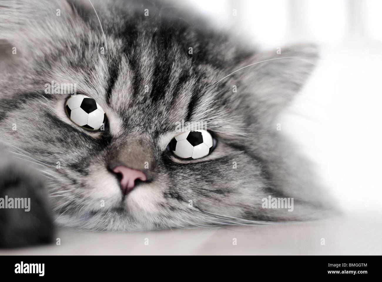 Soccer landscape landscape format hi-res stock photography and images ...