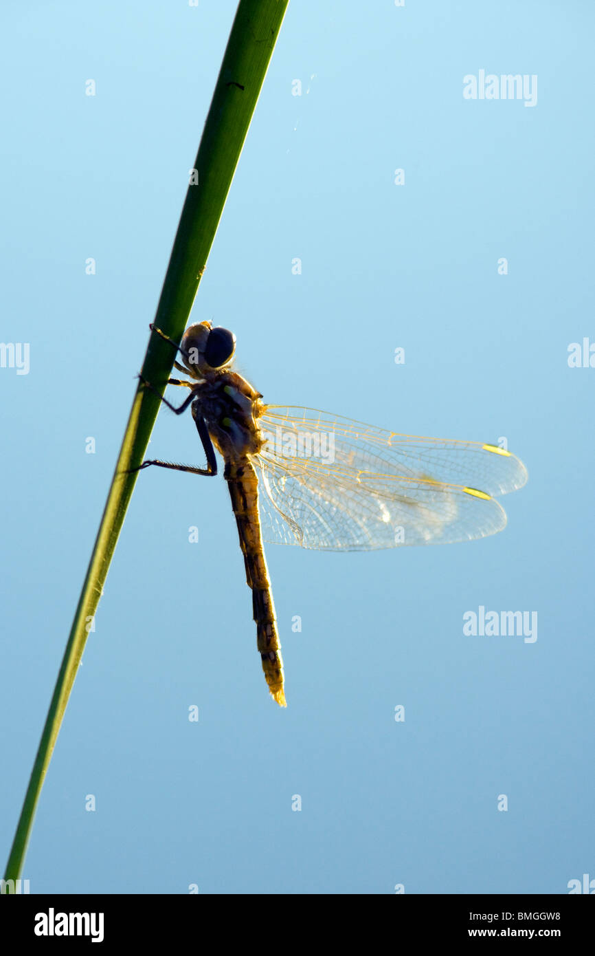 Dragonfly - Los Novios Ranch - near Cotulla, Texas USA Stock Photo - Alamy