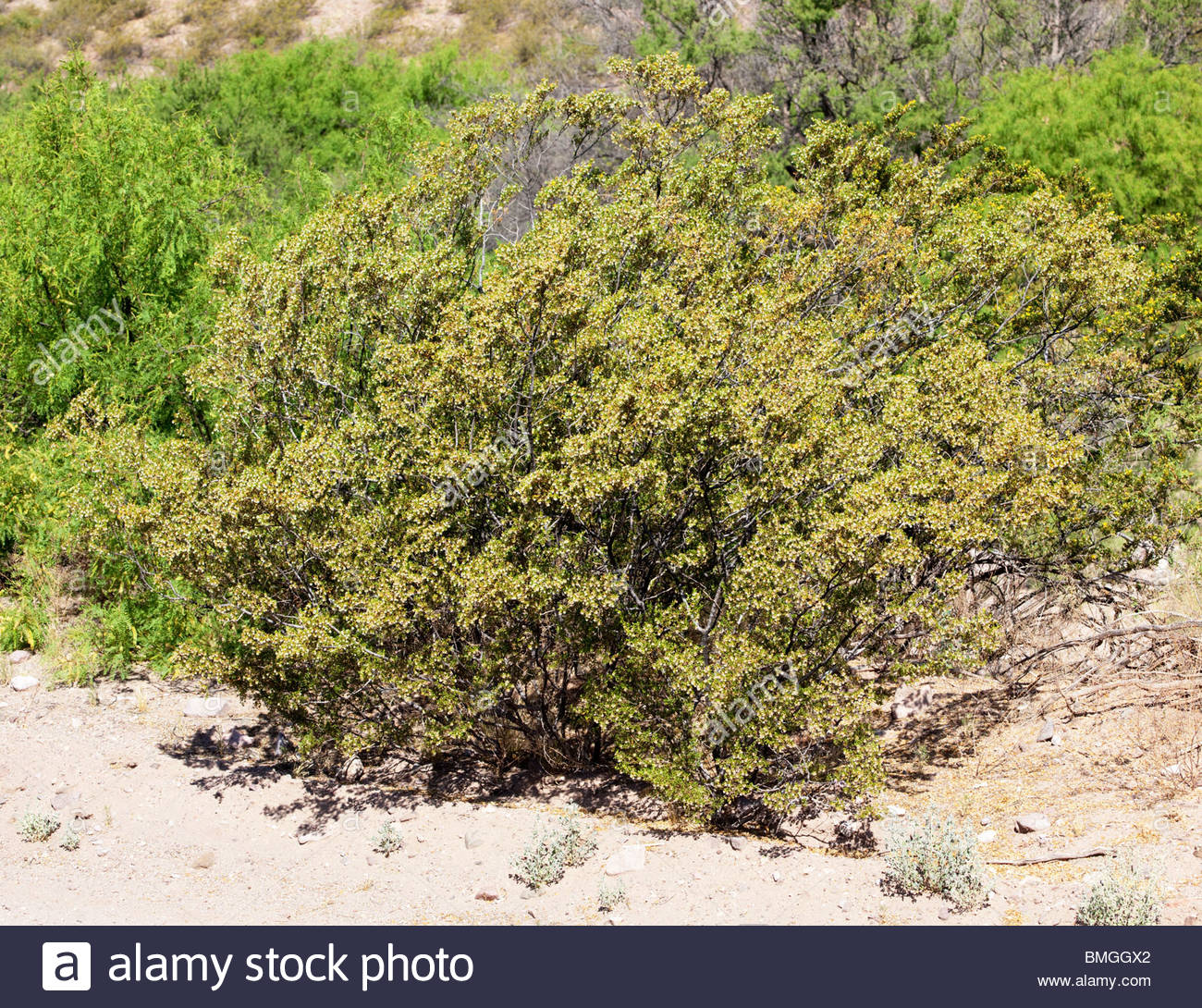 Creosote Bush Larrea Tridentata Seeds Chaparral High Resolution Stock ...