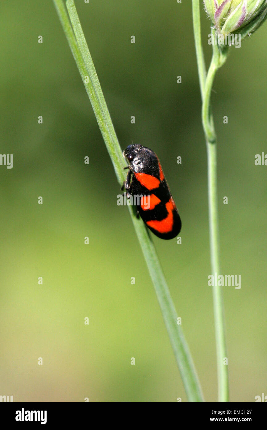 Red-and-Black Froghopper, Cercopis vulnerata, Cercopidae (Spittlebug ...