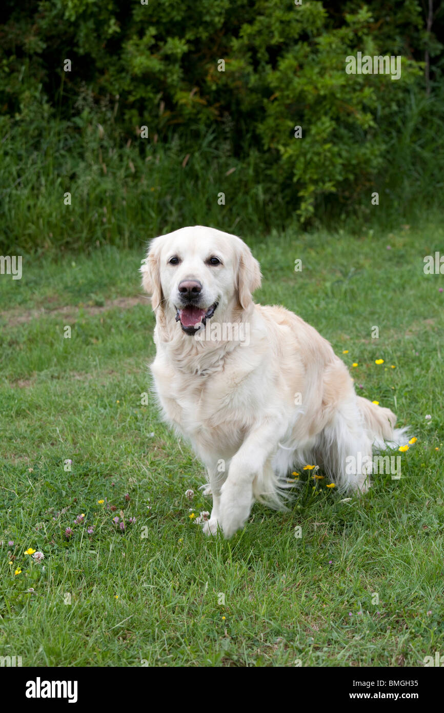 Golden field uk hi-res stock photography and images - Alamy