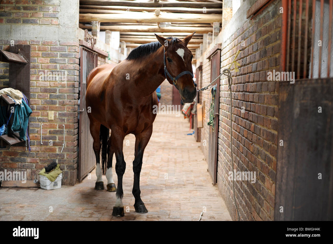Big head horse hi-res stock photography and images - Alamy