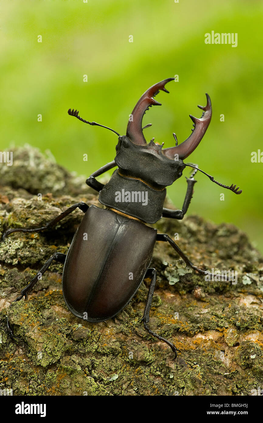 Male stag beetle Lucanus cervus showing enlarged mandibles, with ...