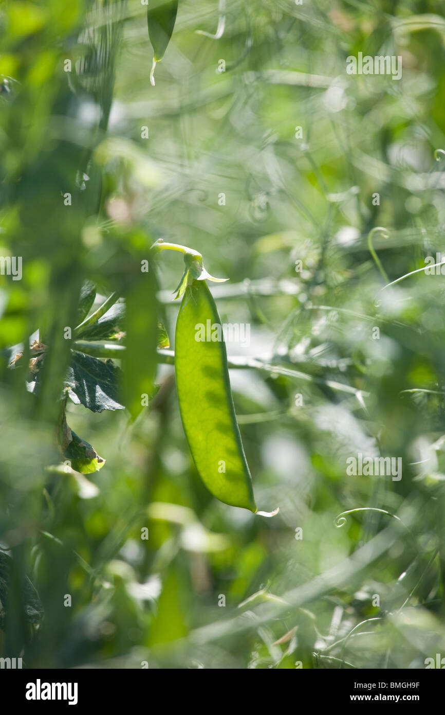 Michael pea hi-res stock photography and images - Alamy