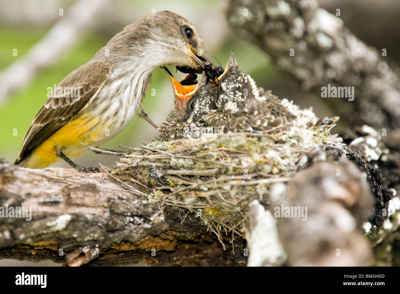 Female flycatcher hi-res stock photography and images - Alamy