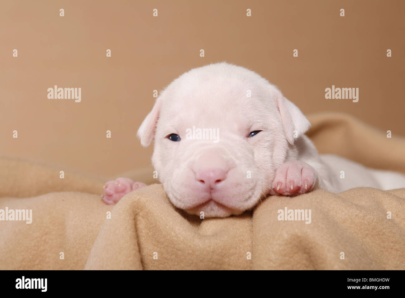 American Bulldog Baby Stock Photo - Alamy