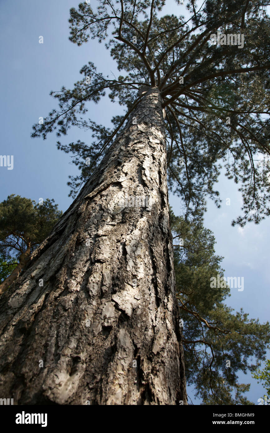 Pinus Nigra Black Pine tree nigra subsp nigra set against a blue sky ...