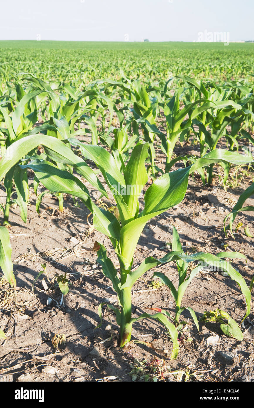 Zea design hi-res stock photography and images - Alamy