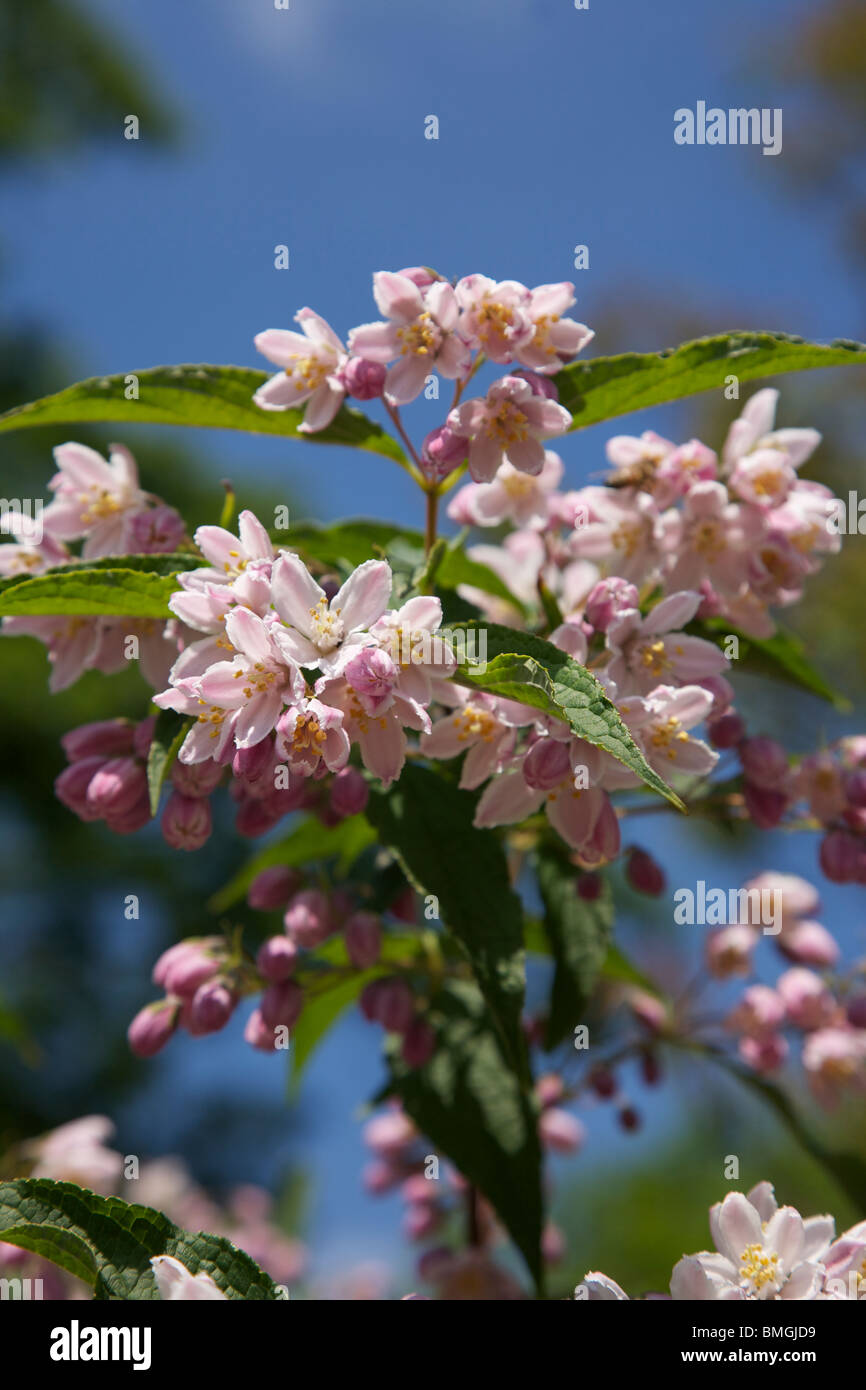 Deutzia x Hybrida Contraste hardy shrub with flowers growing in a ...