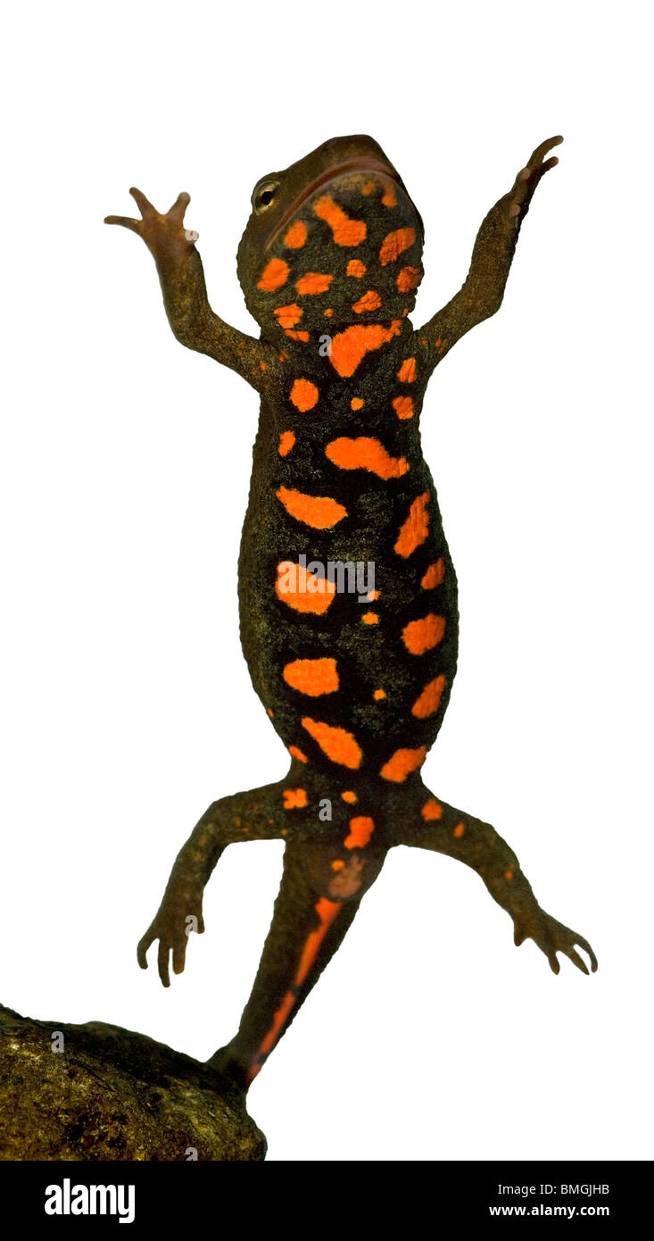 Female Hong Kong newt, Paramesotriton hongkongensis, showing pattern on ...