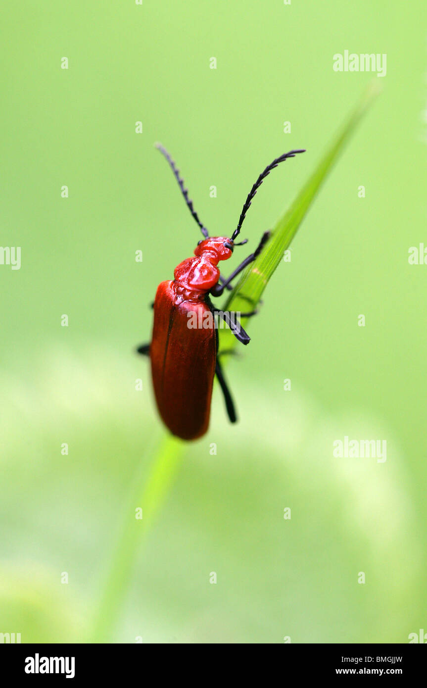Common red beetle hi-res stock photography and images - Alamy