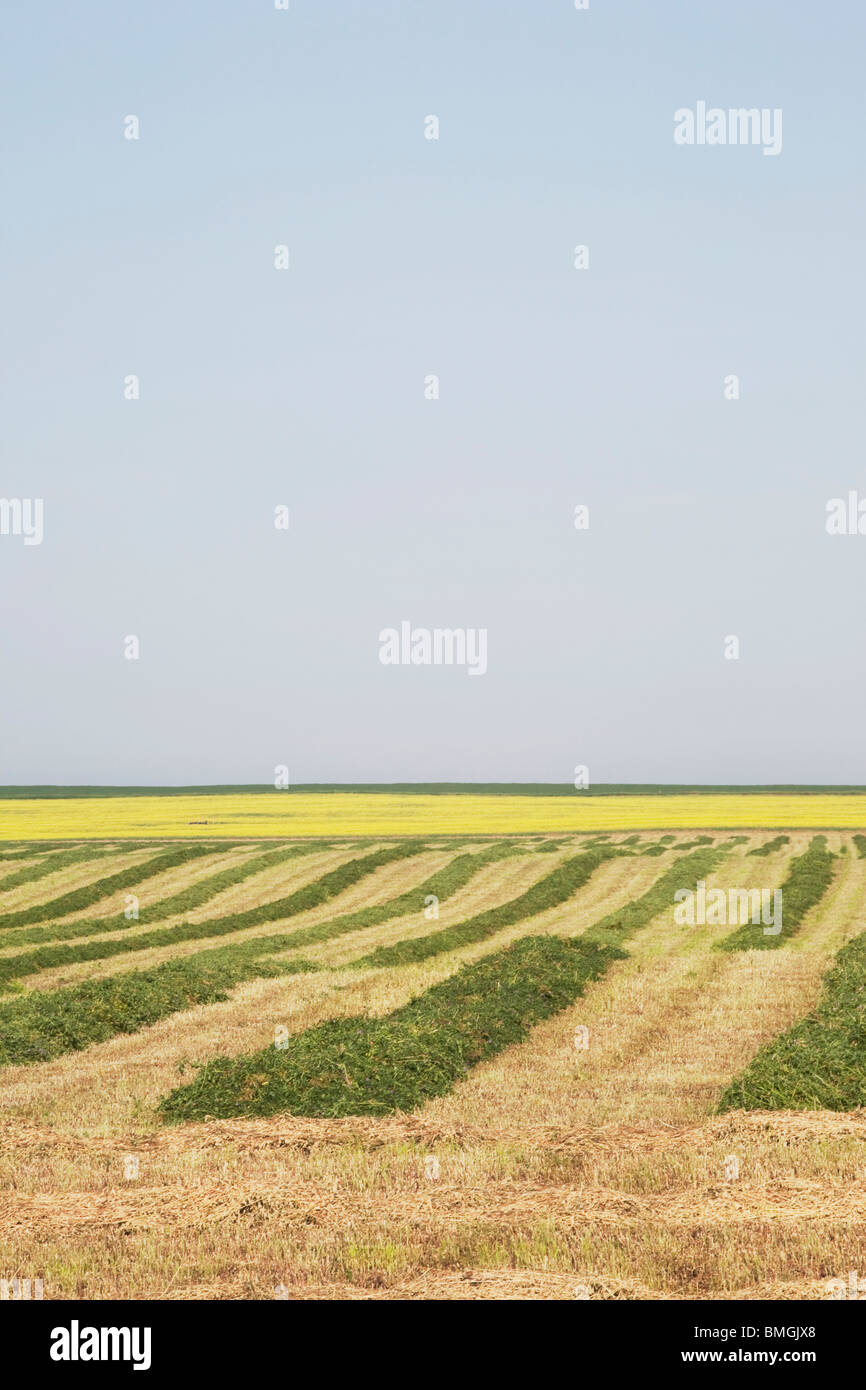 Hay Cut In A Field, Central Alberta, Canada Stock Photo - Alamy