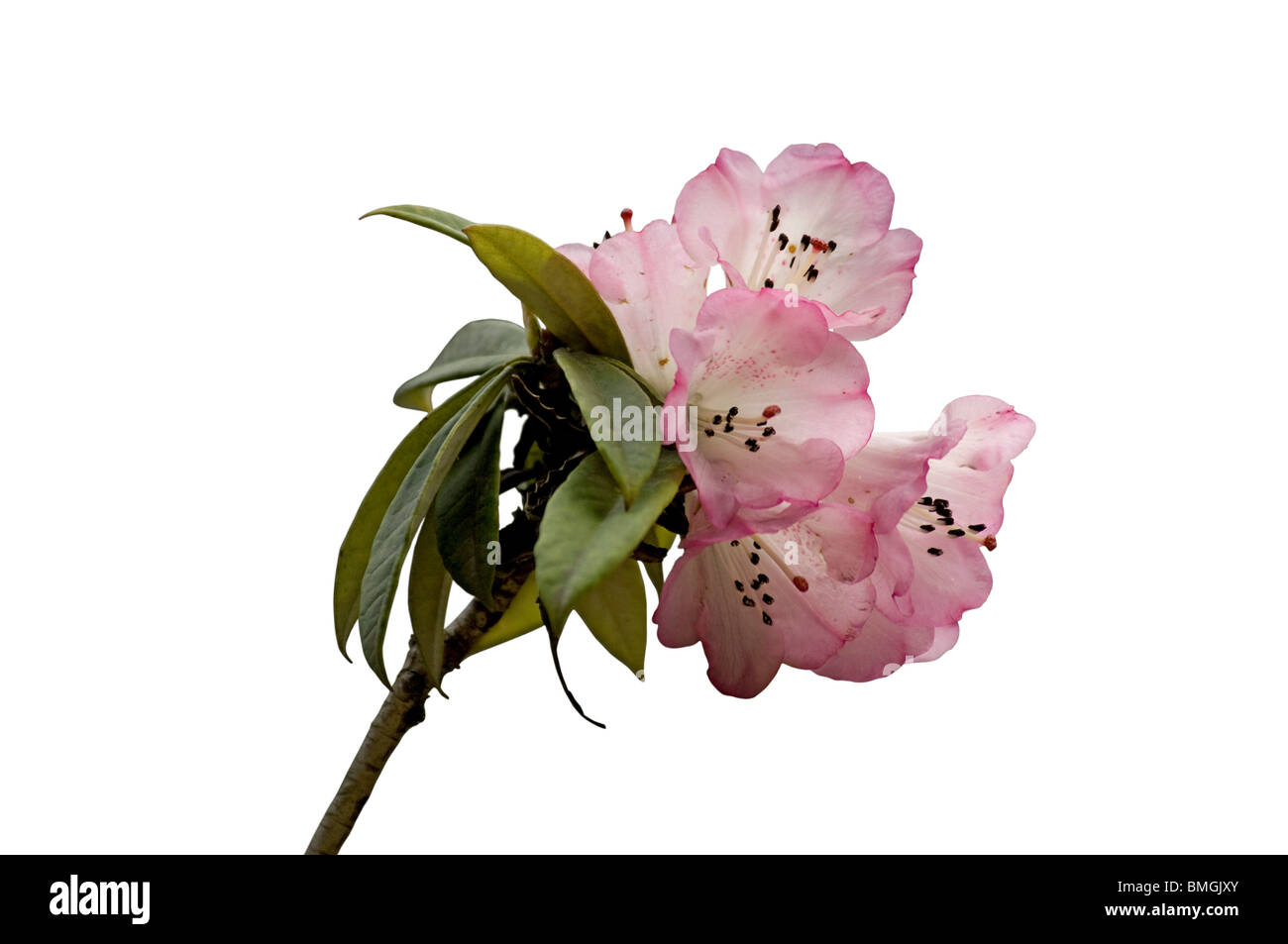 Woody flower Cut Out Stock Images & Pictures - Alamy