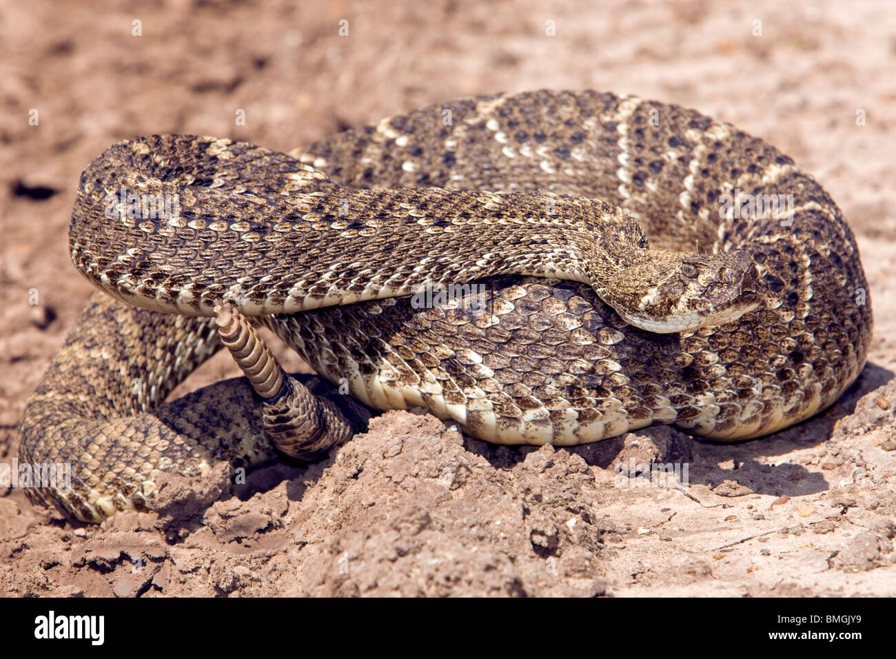 Western diamondback rattlesnake hi-res stock photography and images - Alamy