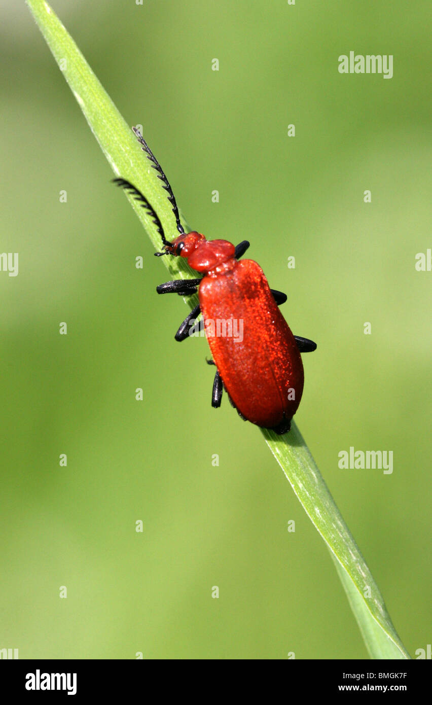 Cardinal beetles hi-res stock photography and images - Alamy