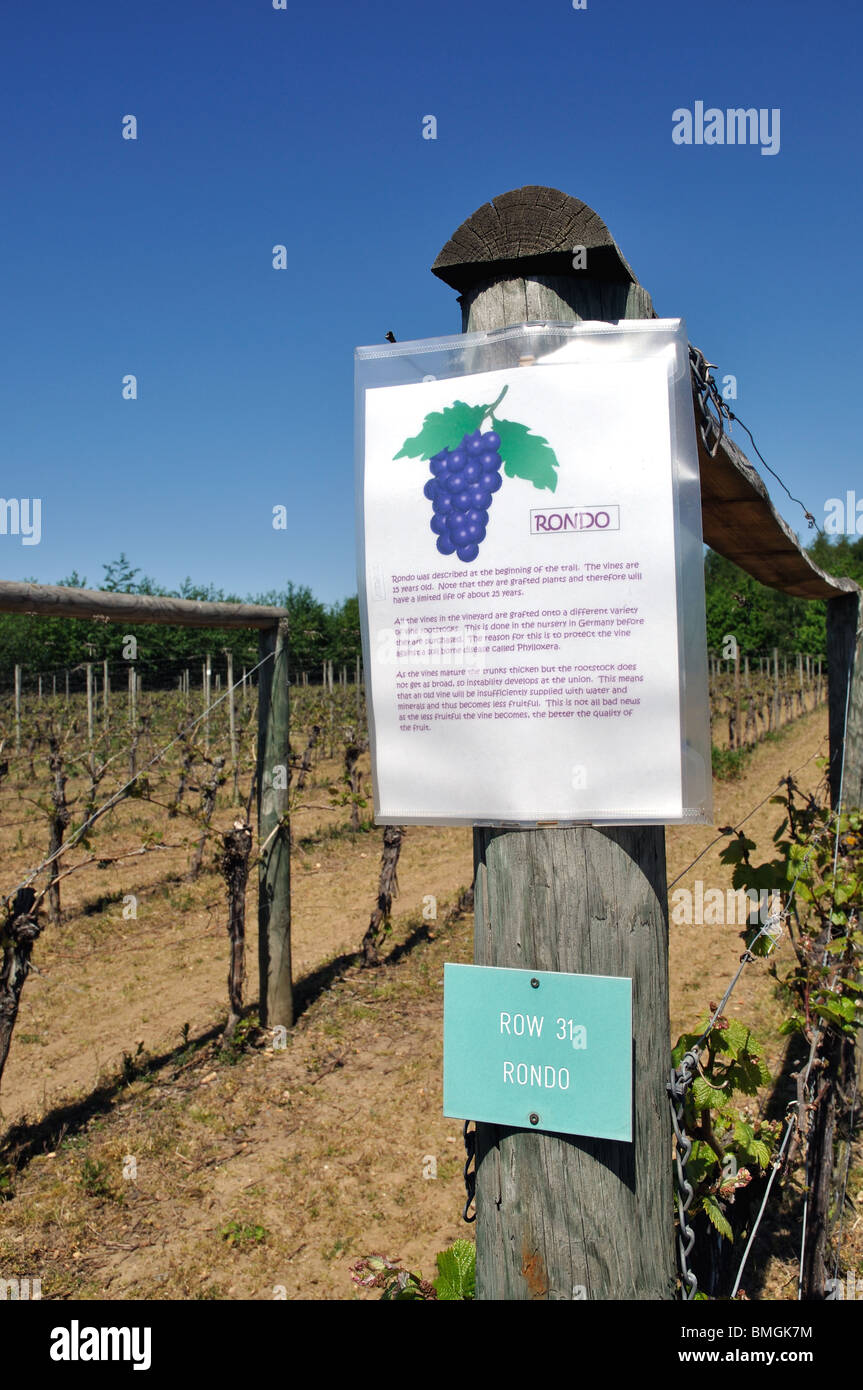 Rondo grape varietal,Carter's Vineyard, Boxted, Colchester, Essex ...