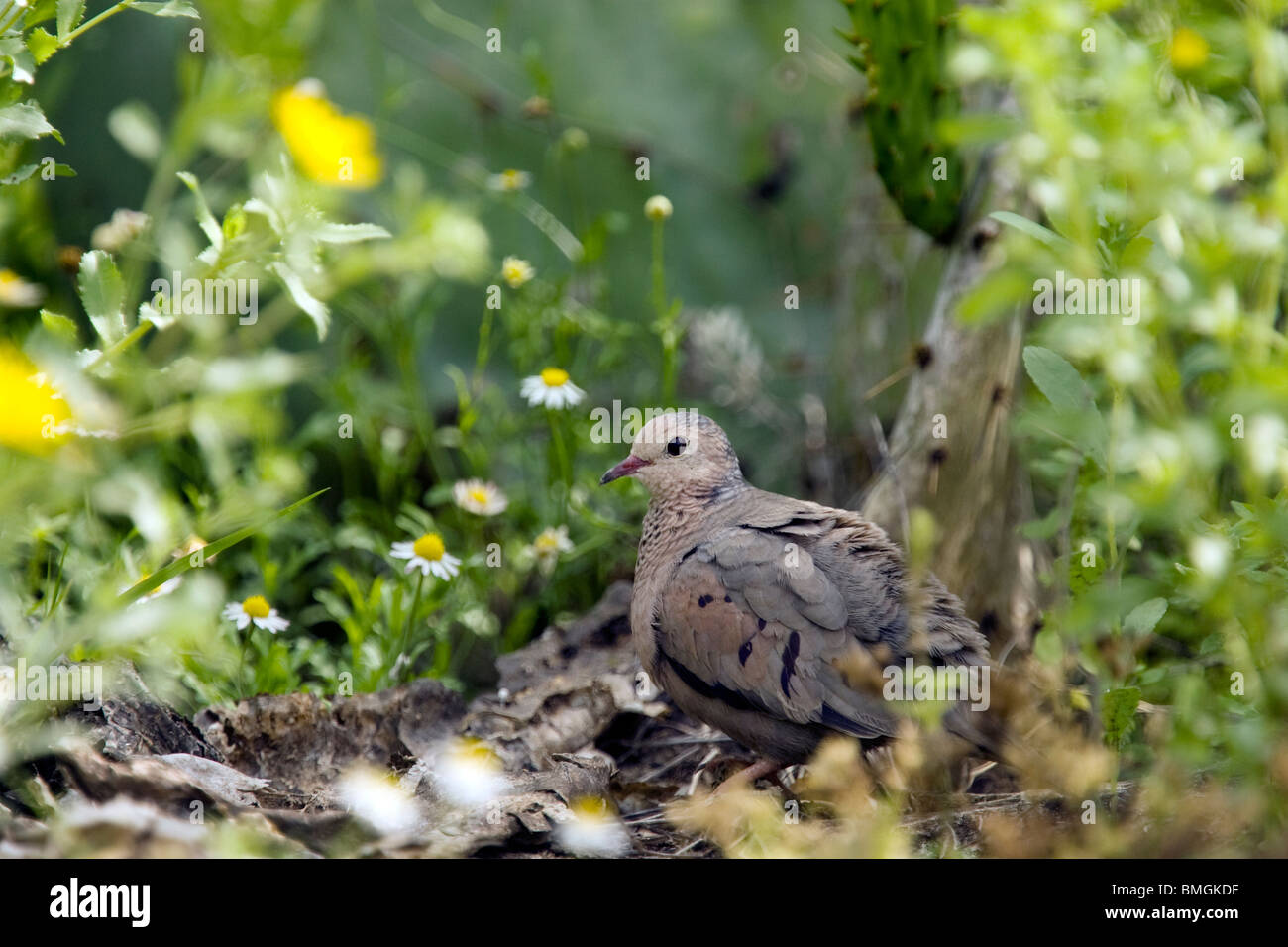 Common ground dove hi-res stock photography and images - Alamy