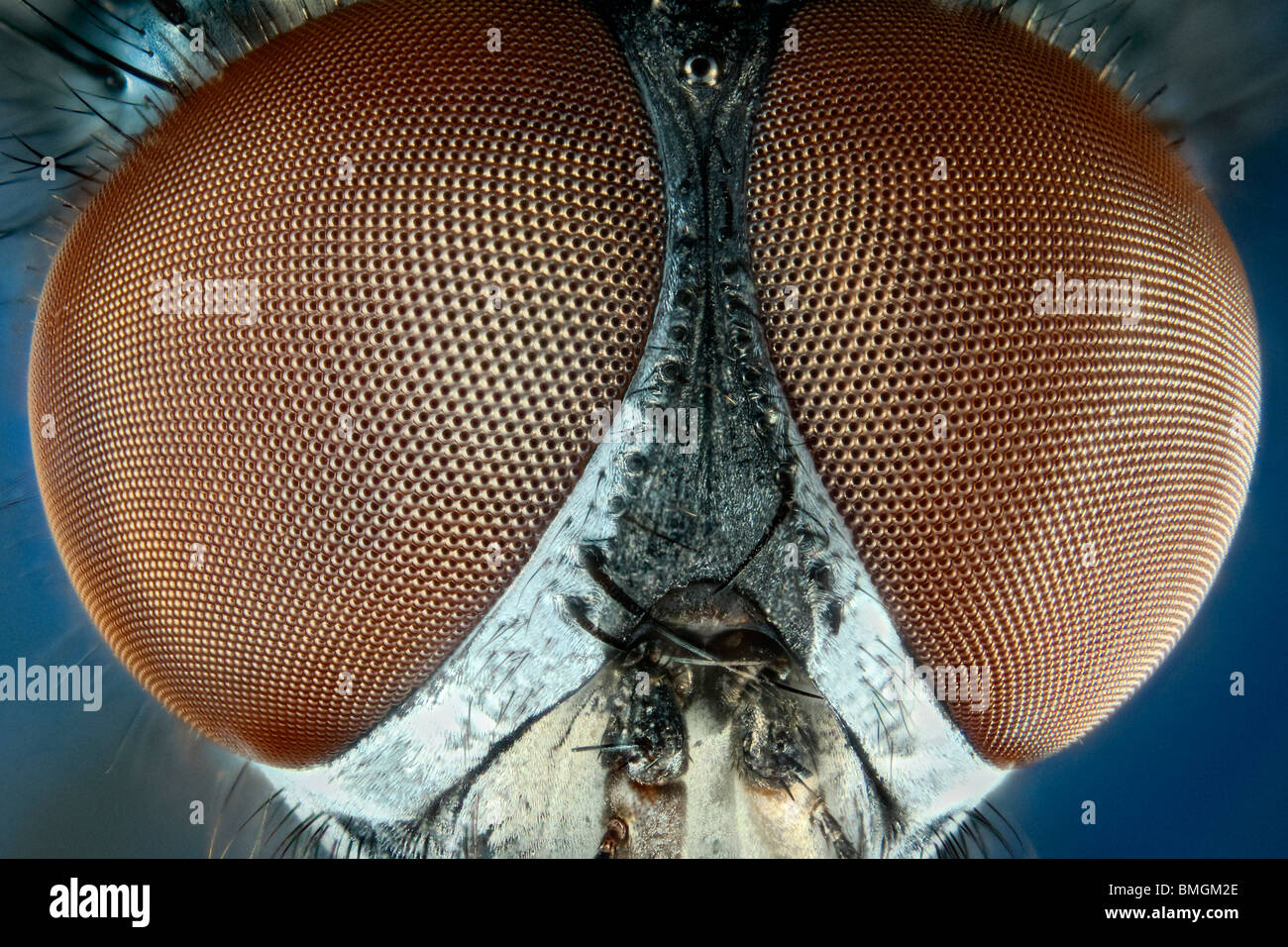 Fly Eyes Close Up