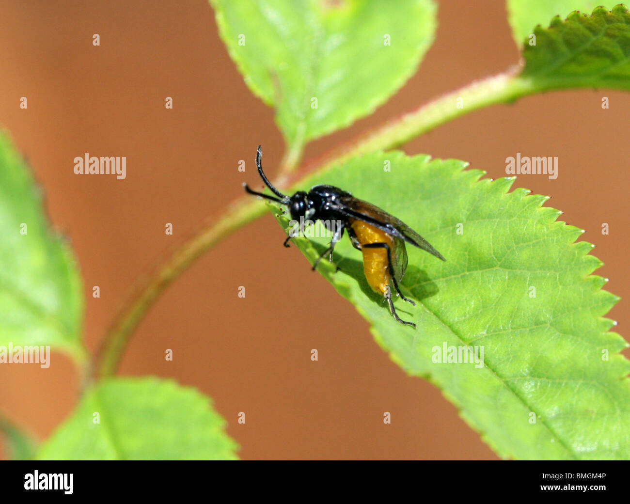 Rose Sawfly, Arge pagana, Argidae, Symphyta, Hymenoptera, on a Dog Rose ...