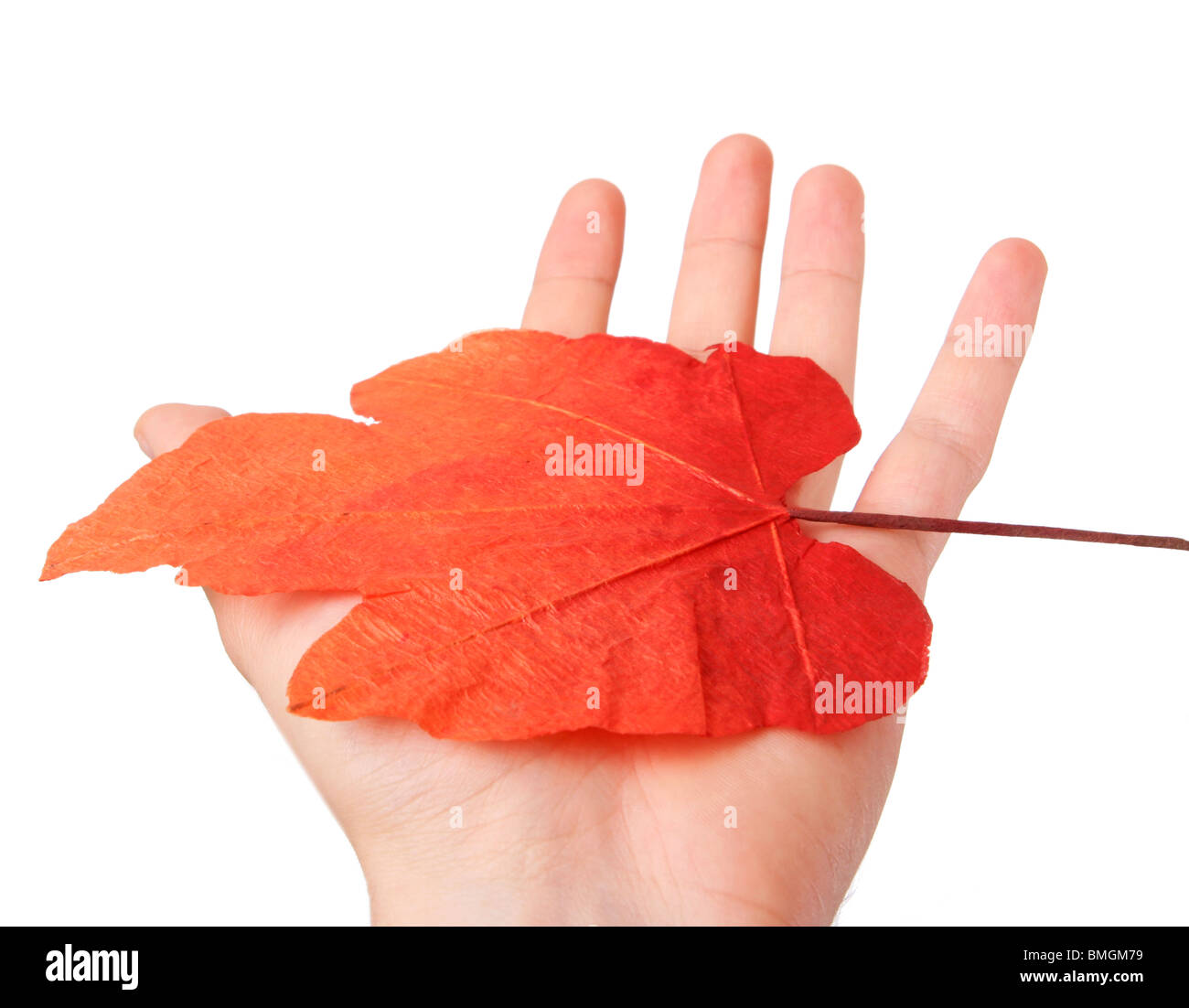 Leaf in a man hand. Isolated on white. Autumn concept Stock Photo - Alamy