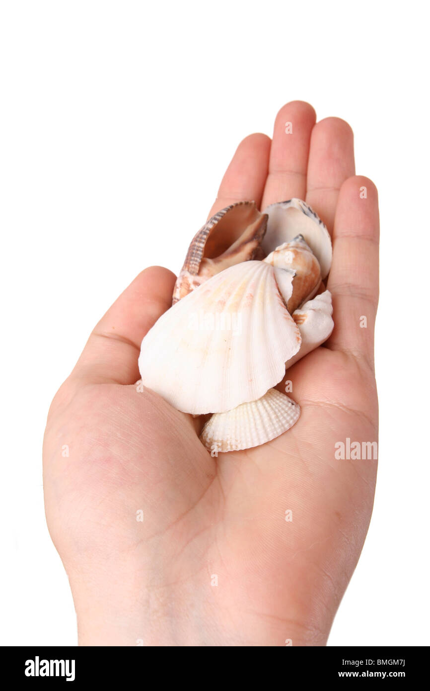 Shells with names hi-res stock photography and images - Alamy