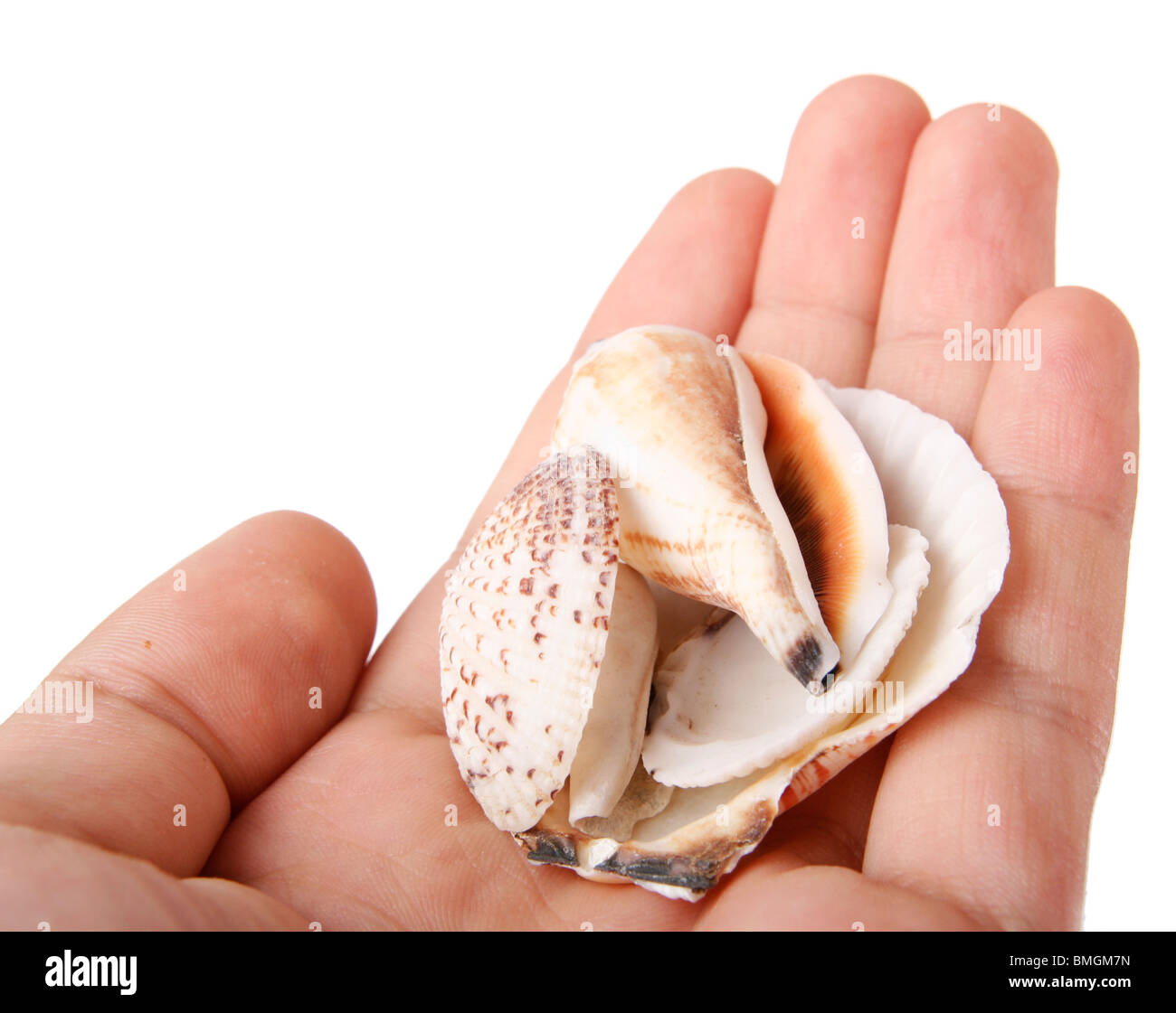 Shells with names hi-res stock photography and images - Alamy