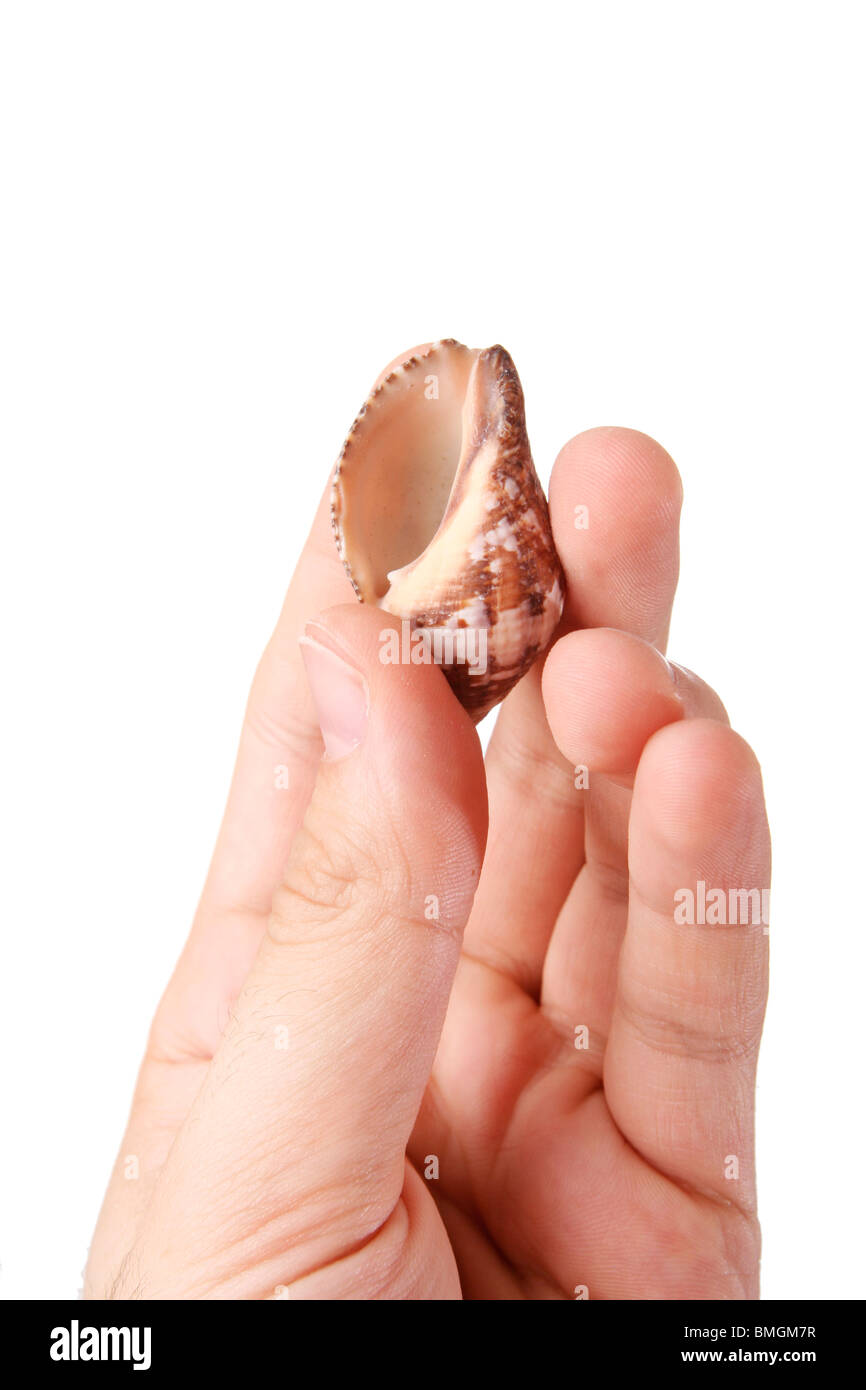 Sea shell with names hi-res stock photography and images - Alamy