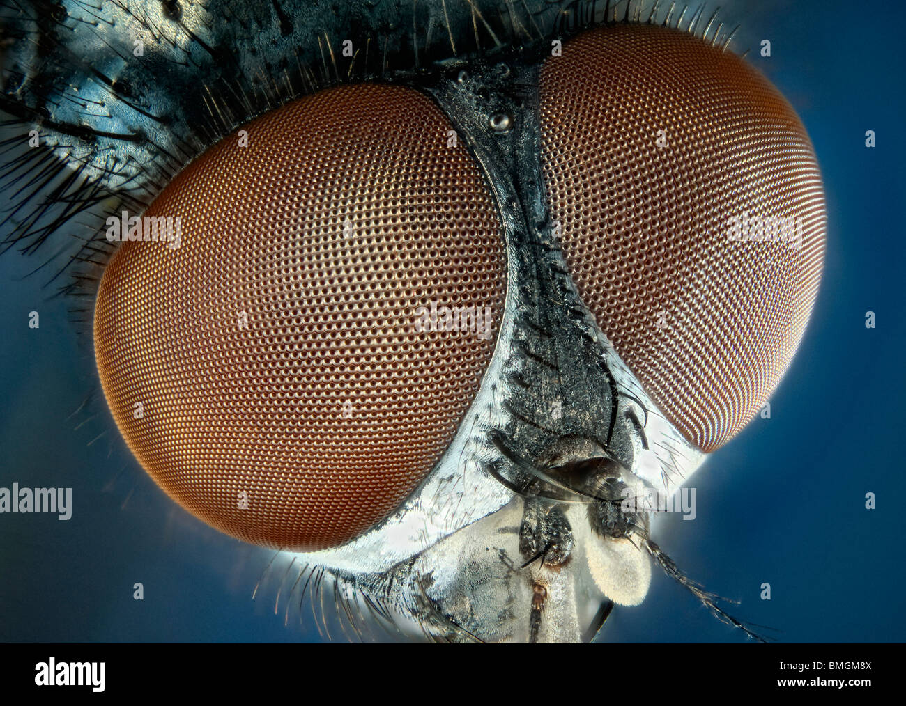 Extreme close up of a house-fly's eyes Stock Photo - Alamy