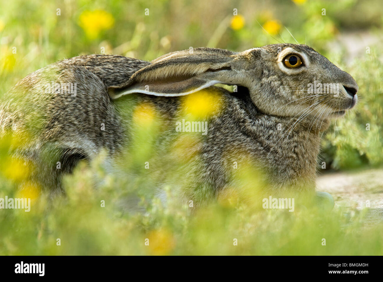 Black tailed jackrabbit hi-res stock photography and images - Alamy