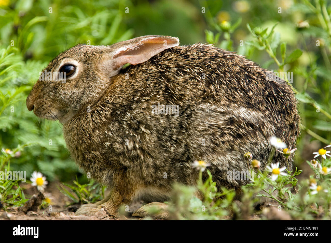 Eastern cottontail rabbit close up hi-res stock photography and images ...