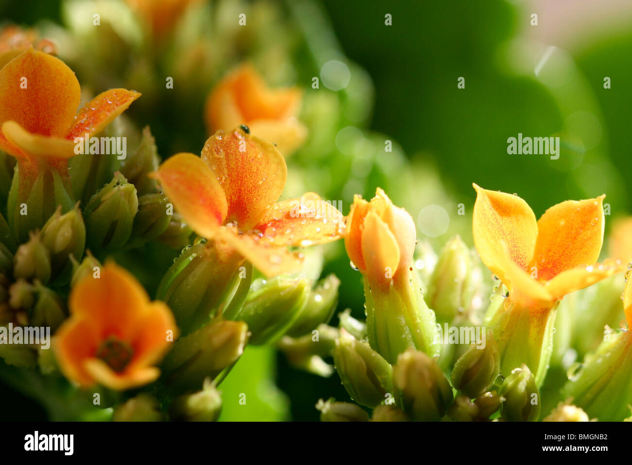 Vibrant bunch of wild flowers Stock Photo - Alamy