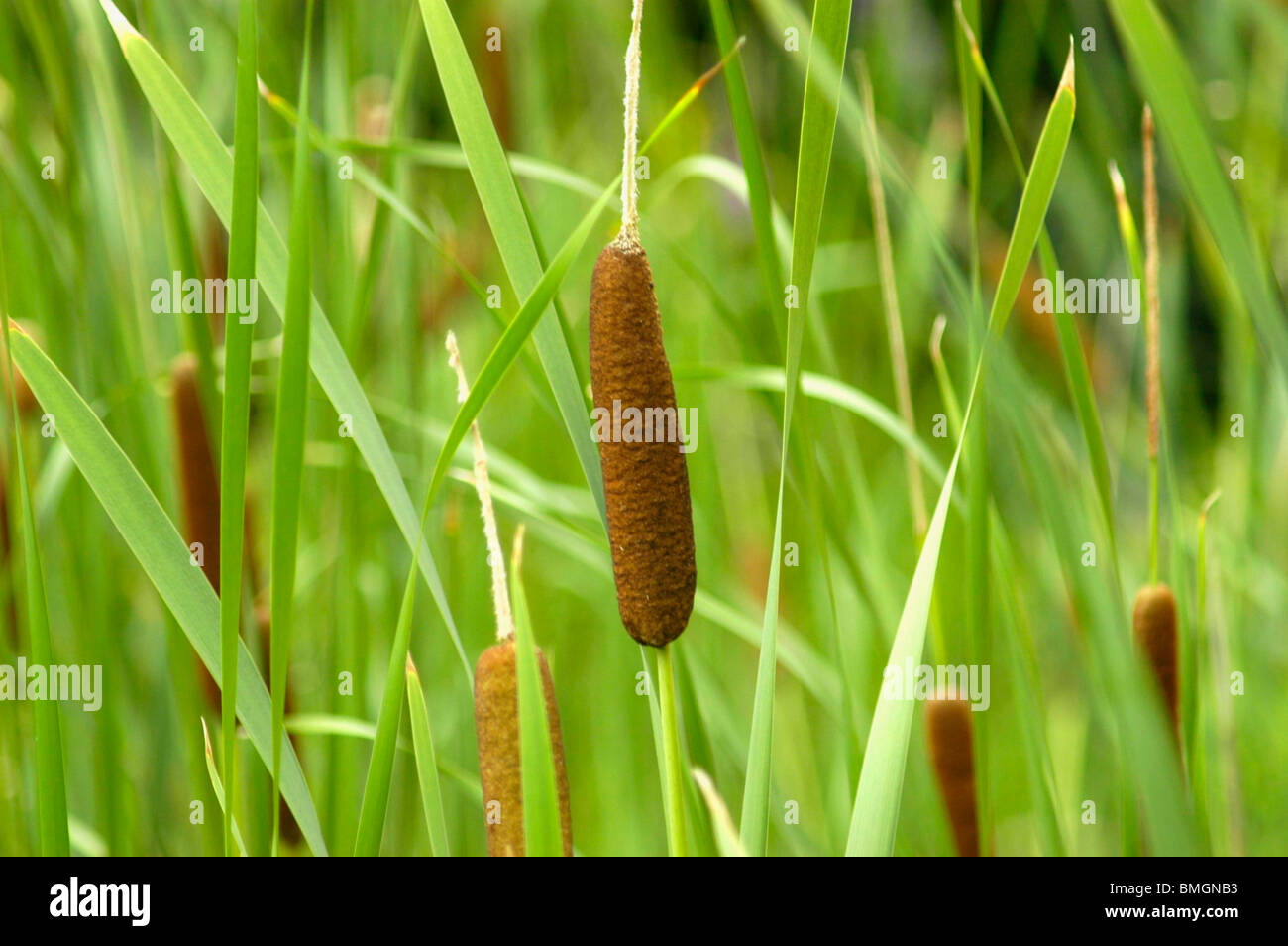 lesser bulrush (Typha angustifolia Stock Photo - Alamy