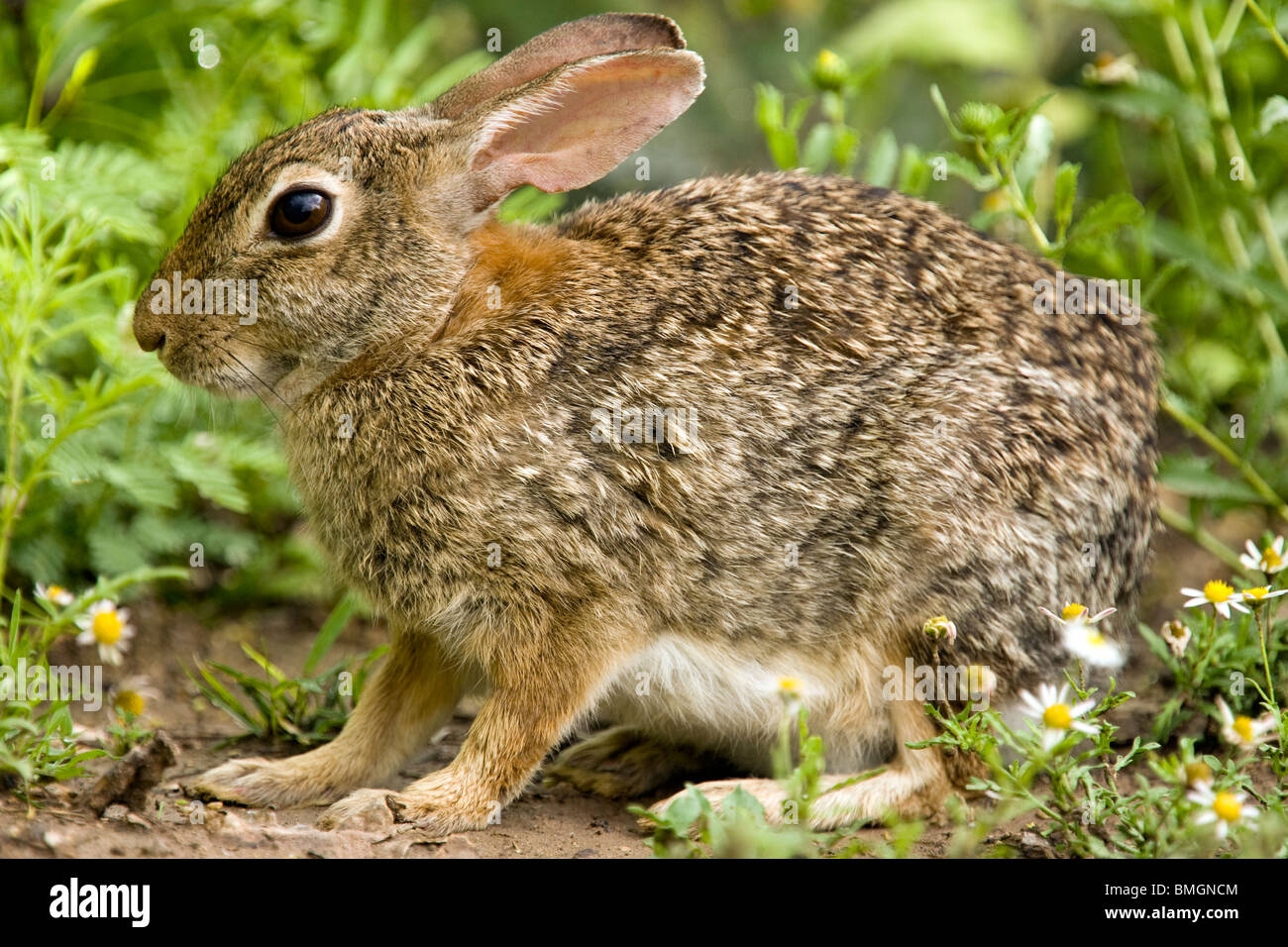 Eastern Cottontail Rabbit - Los Novios Ranch - near Cotulla, Texas USA ...