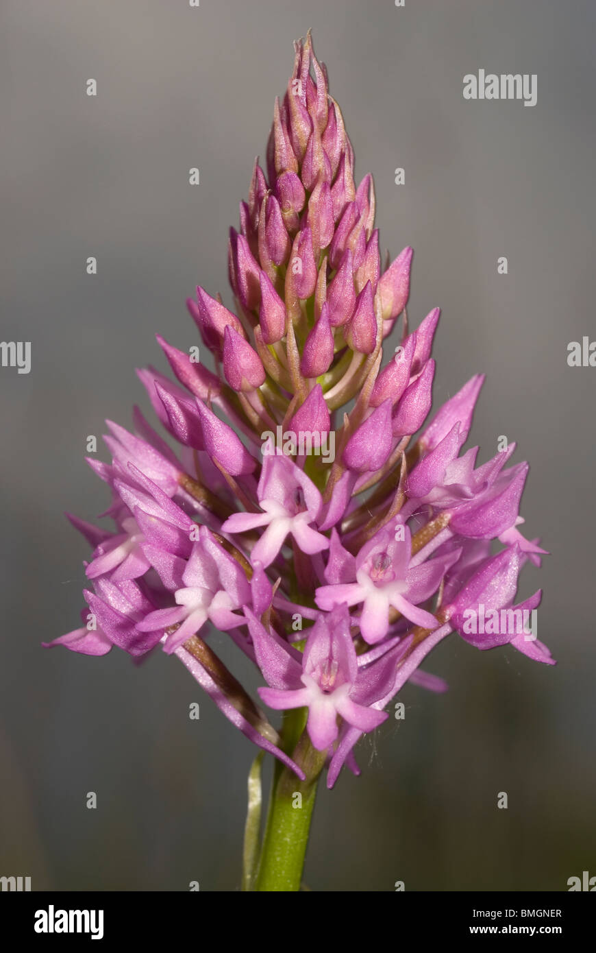 Anacamptis pyramidalis hi-res stock photography and images - Alamy